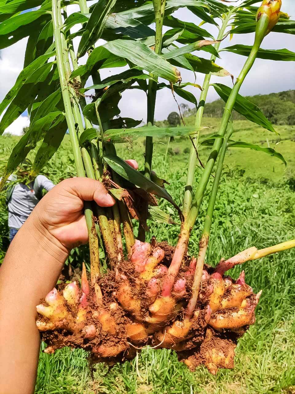 Cúrcuma - Selva Organics